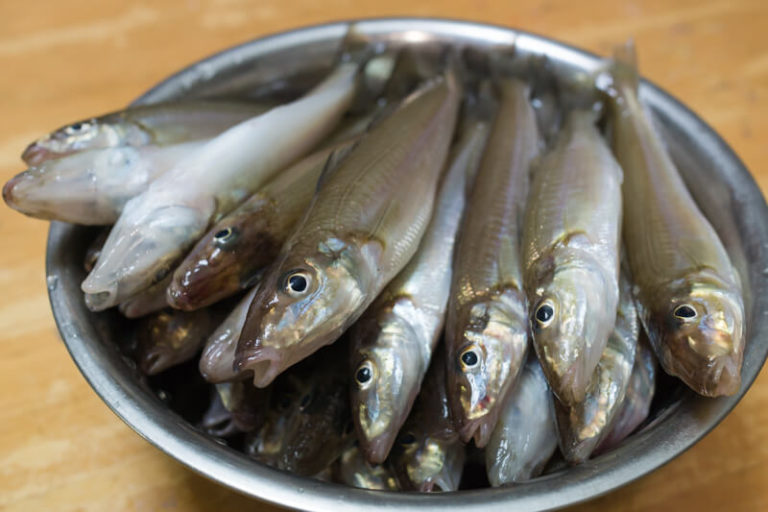 船シロギスへ初挑戦